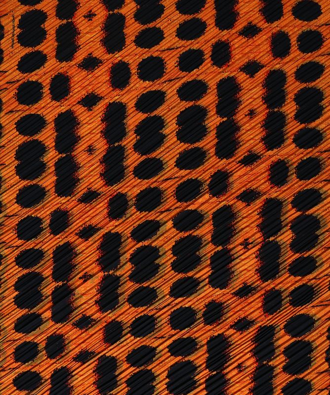 Alexandra Tsoukala Orange Fox Pleated Scarf | Jules B